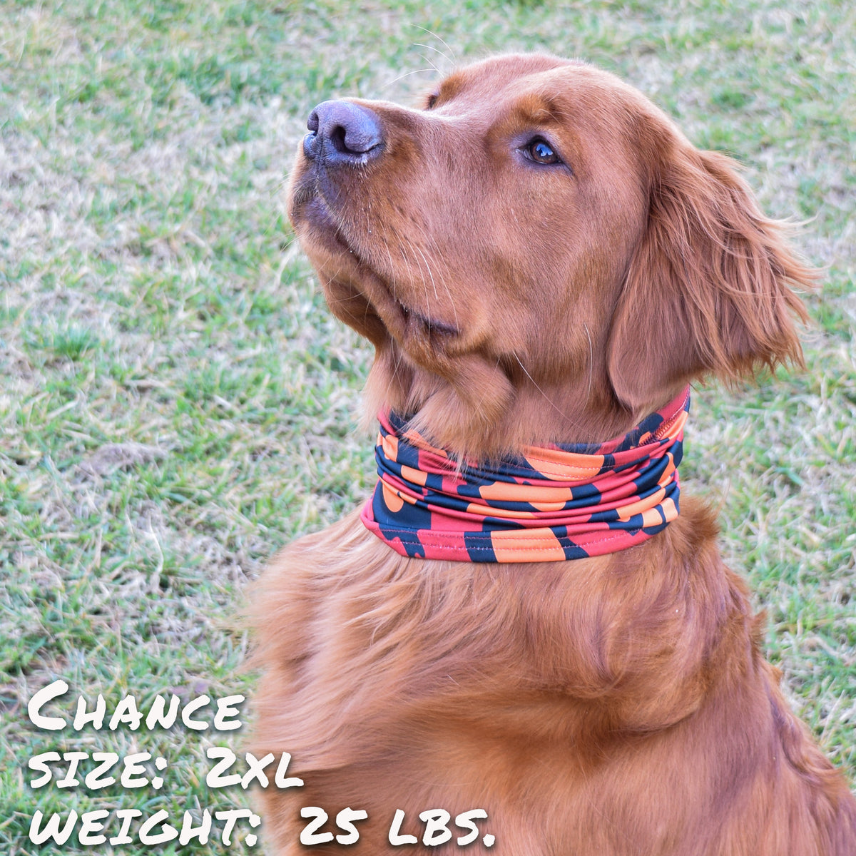 Leopawd Skin Pup Scruff – Pup Scruffs