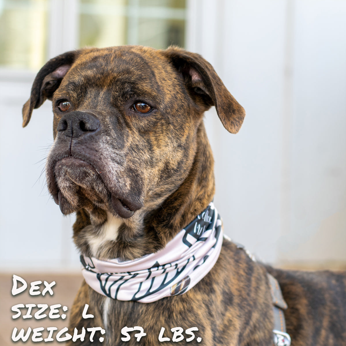 Caffeinated Canine Pup Scruff – Pup Scruffs