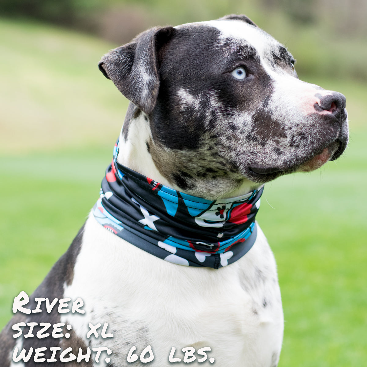 Day of the Dog Blue Pup Scruff – Pup Scruffs