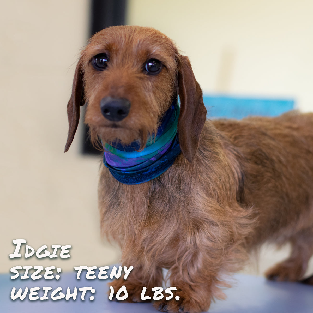 Northern Lights Pup Scruff – Pup Scruffs