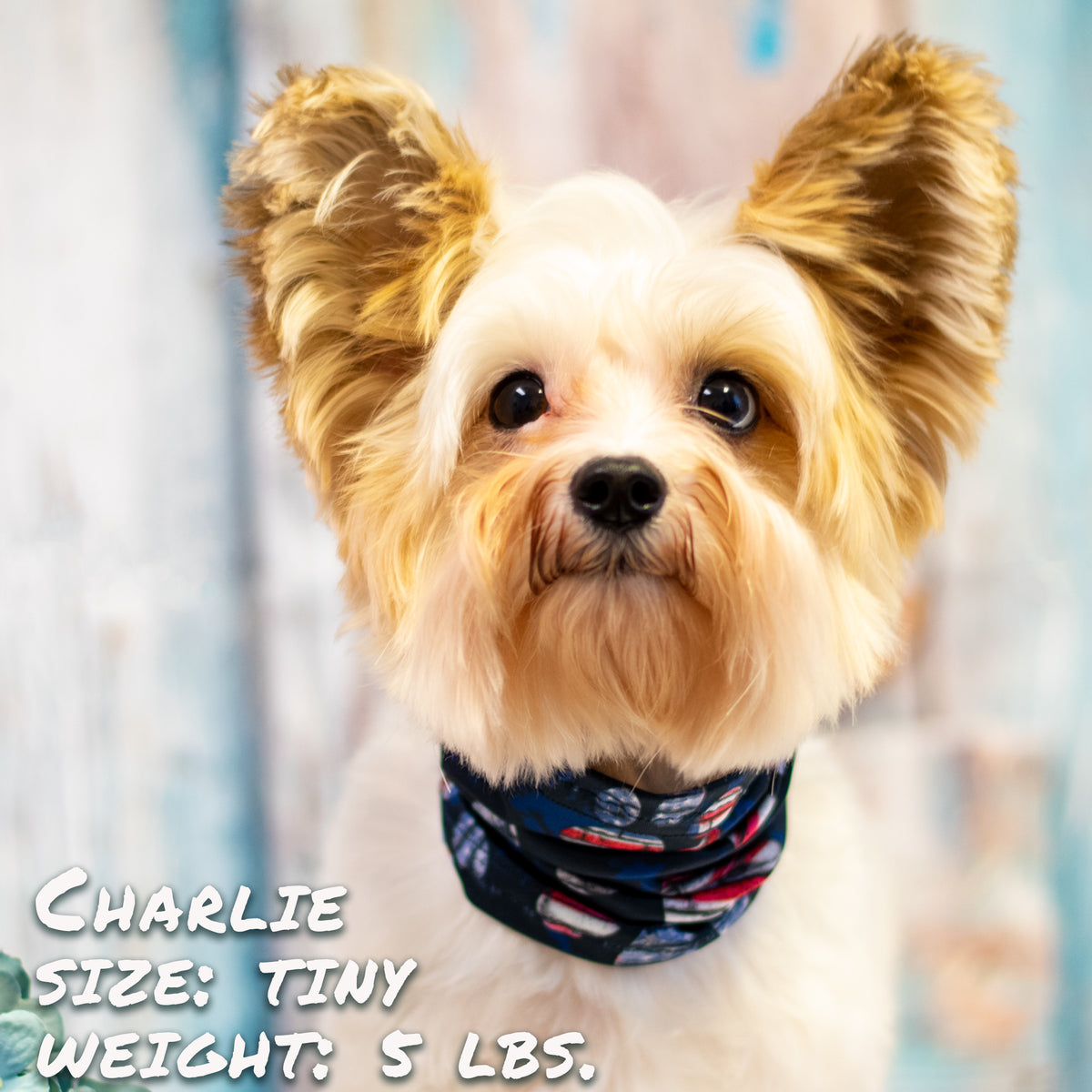 Patriotic Pup Pup Scruff – Pup Scruffs