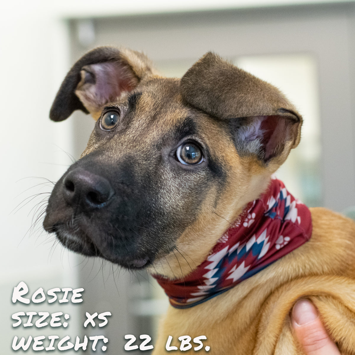 SW Amigo Pup Scruff – Pup Scruffs