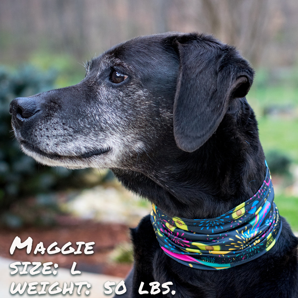 Taco Pawty Pup Scruff – Pup Scruffs