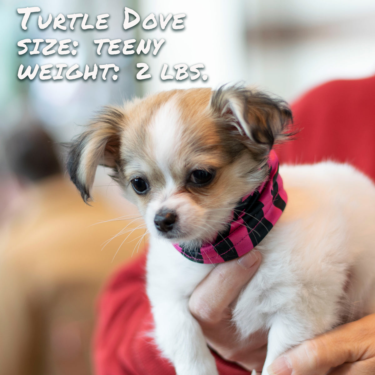 Zebra Pink Pup Scruff – Pup Scruffs